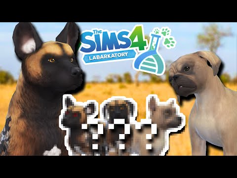 Birth of PAINTED WILD DOG x Puggle Puppies?!🐺💕🐶