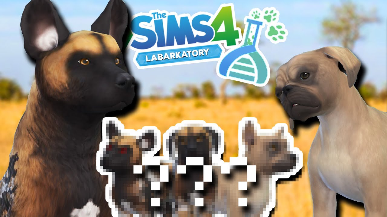 Birth of PAINTED WILD DOG x Puggle Puppies?!🐺💕🐶 - YouTube