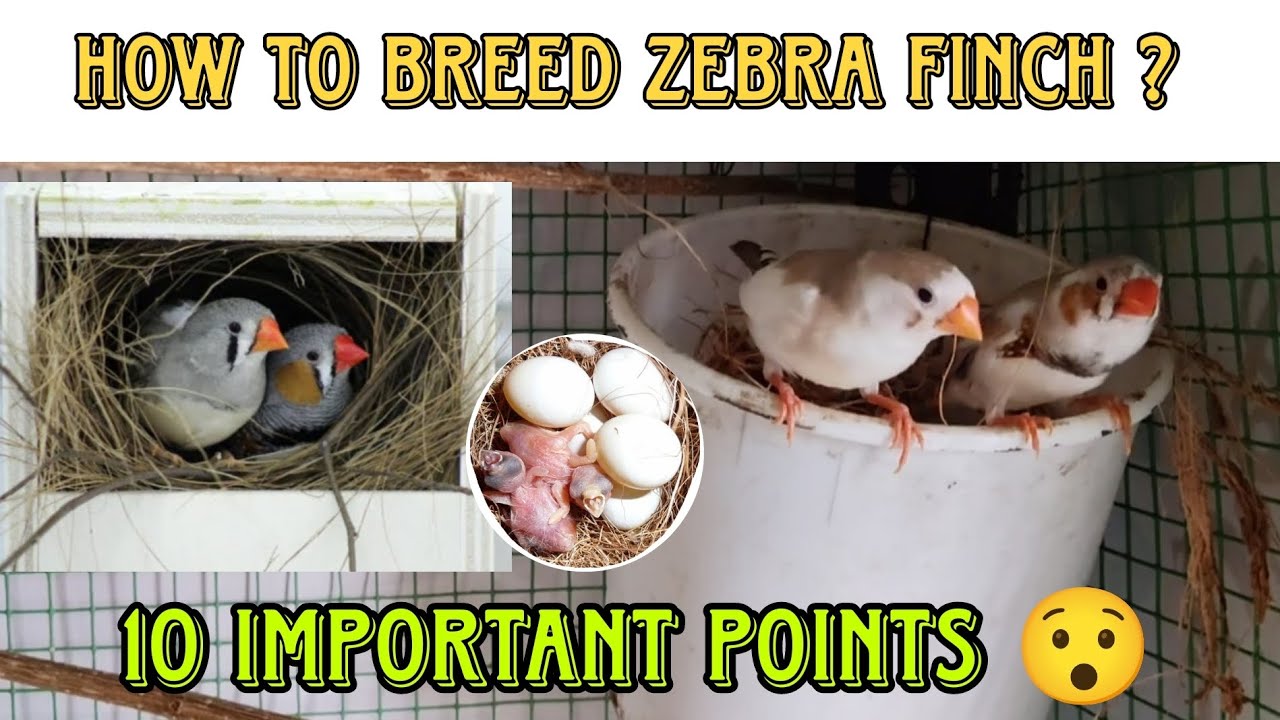 How to Breed Zebra Finches/10 important points. - YouTube
