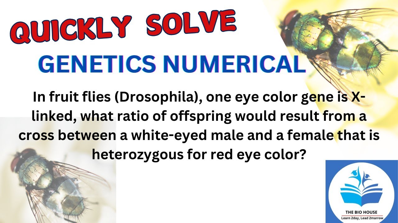 #drosophila eye color#crossover #offspring formation#genetics # ...