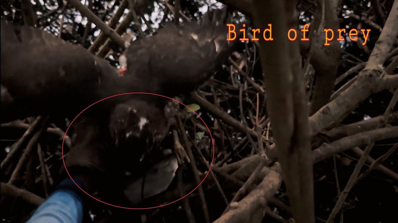 Whatkind of prey is it hawking ? - YouTube