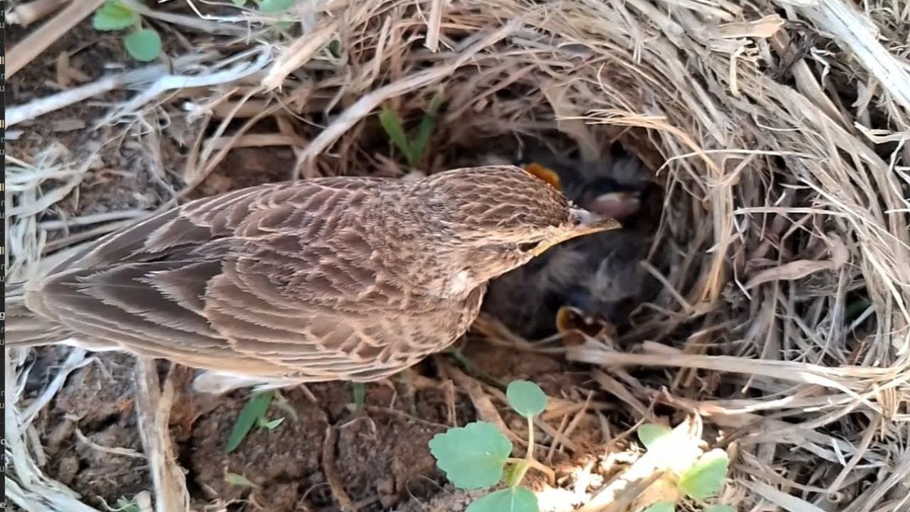 African pipit birds Feed the baby in the nest well (5) [ Review Bird ...
