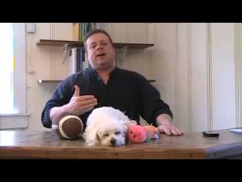 The Big Dog Training Mistake That Can Crush Your Dog's Recall Command