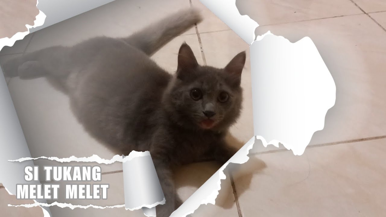 GEMBUL LUCU MELET MELET #kucing - YouTube