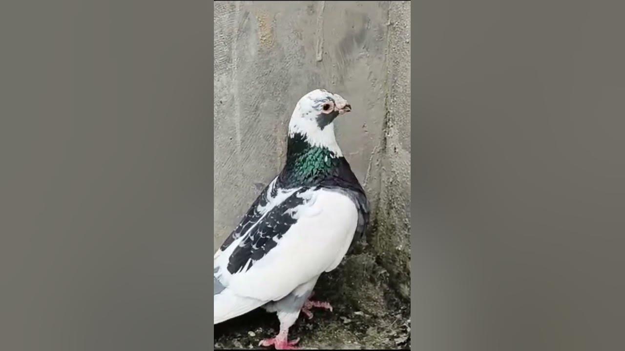 Kabutar lovers 🕊️#pigeon #pigeon #pigeon #pigeon #pigeon #pigeon - YouTube