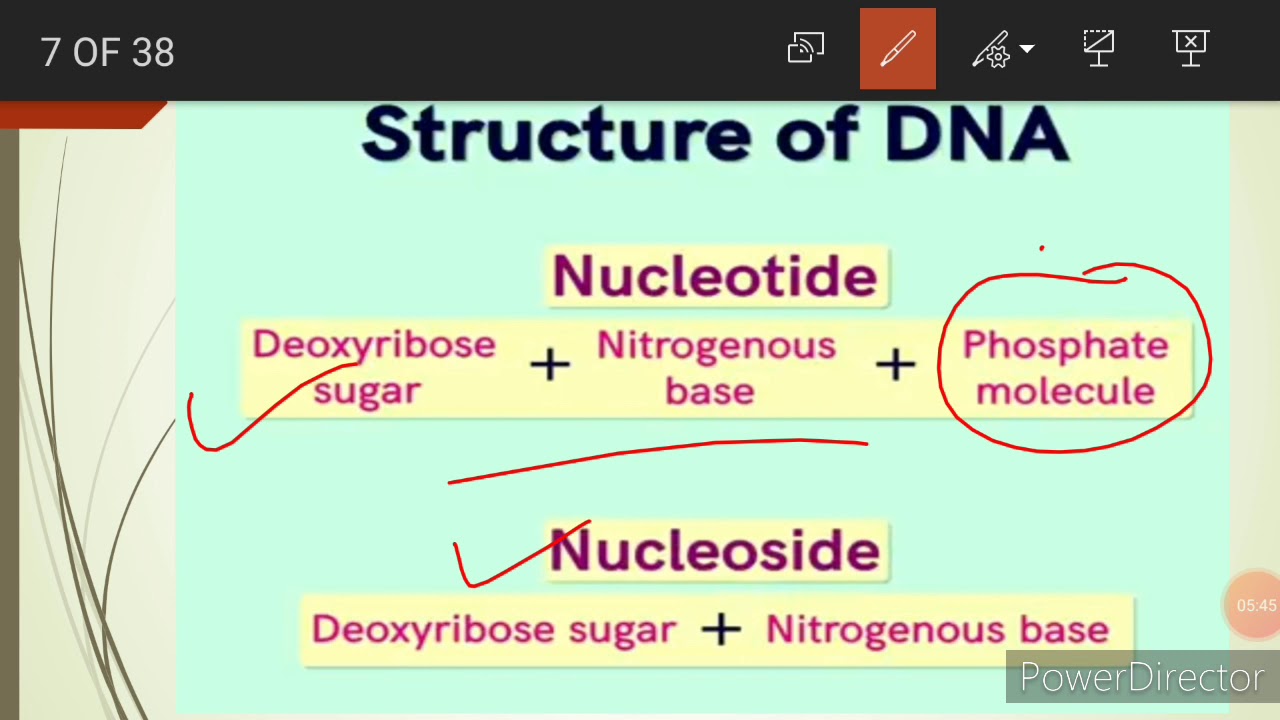 Structure of DNA | Std 12th | A B Mishra - YouTube