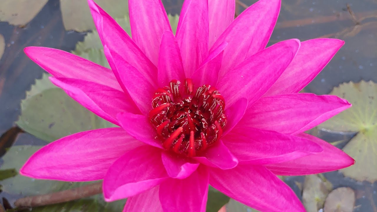 Beautiful Pink Water Lilly Youtube