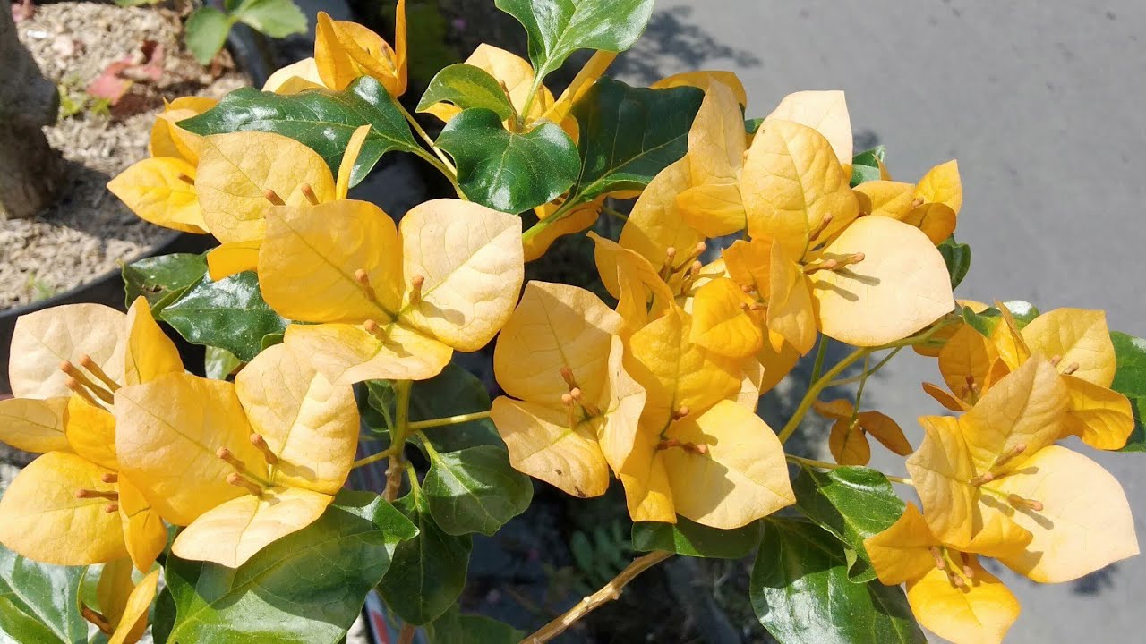 6 JENIS BOUGENVILLE || berwarna kuning - YouTube