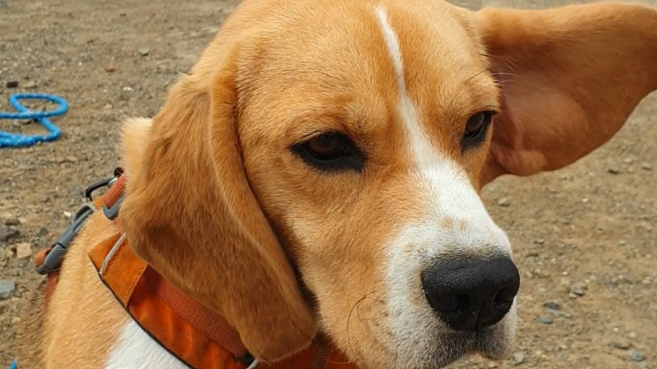 Floppy Beagle Ears Flapping in the Wind - YouTube