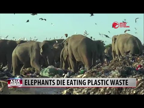 Elephants Die Eating Plastic Waste - YouTube