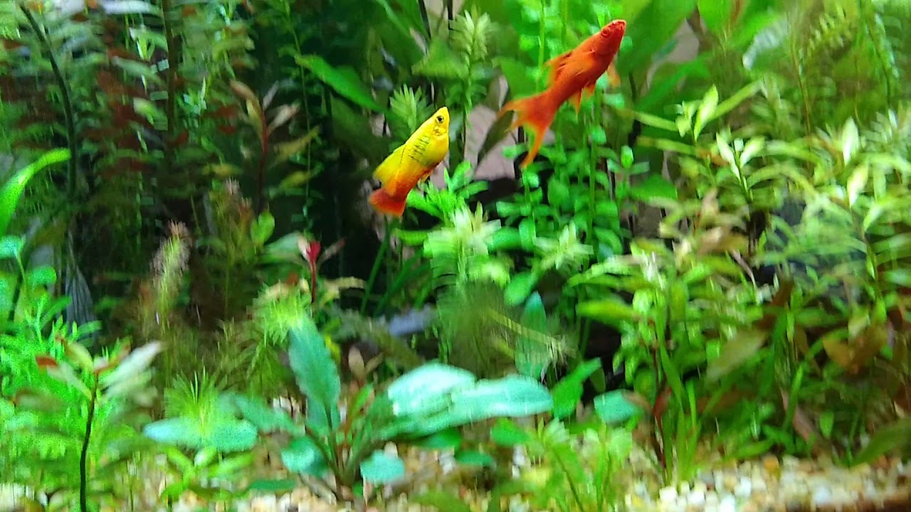HighFin Sunset Variatus Platy Male Gets Species-Confused - YouTube