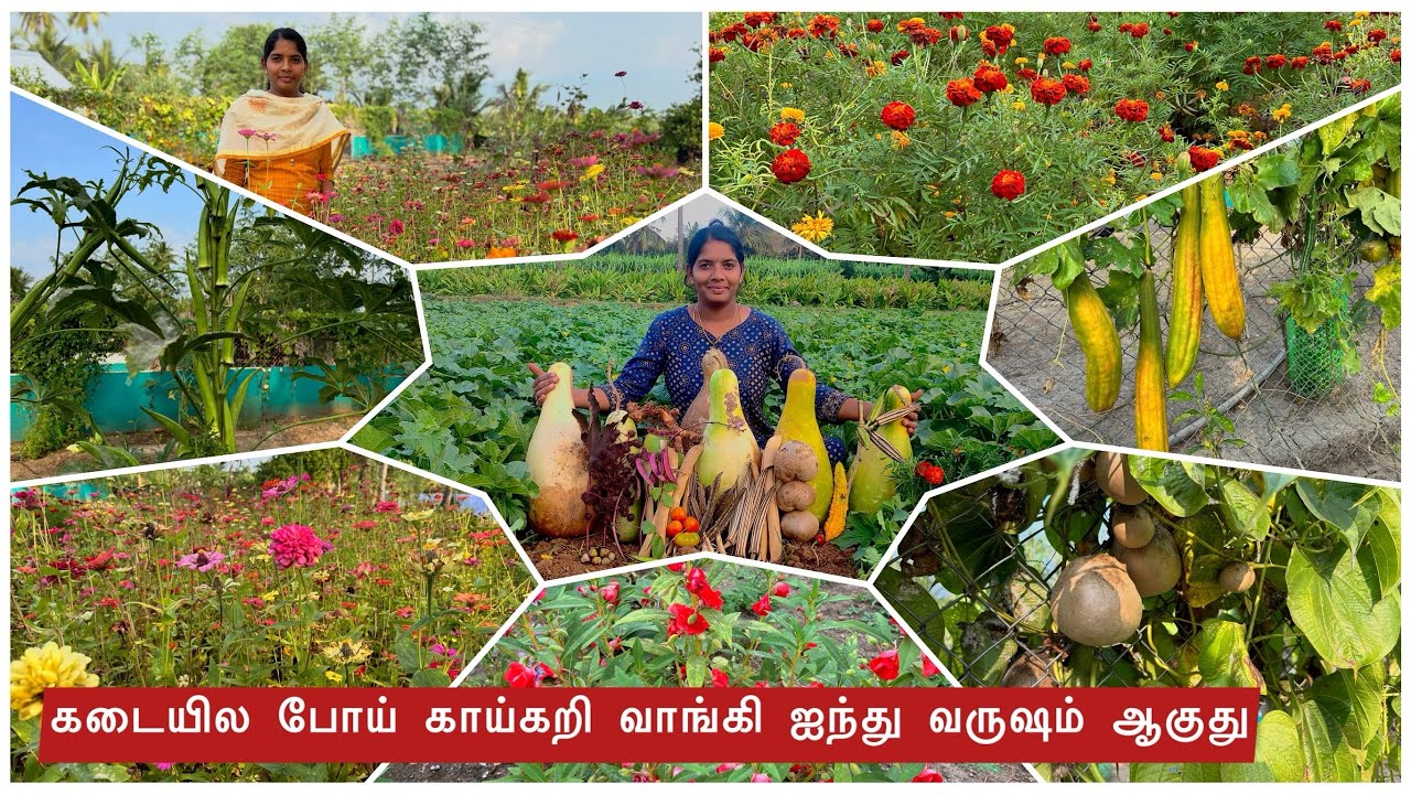 இது வீட்டு தோட்டமா இல்ல சொர்க்கமா 😍 | vivasaya nanban | veetu thottam ...