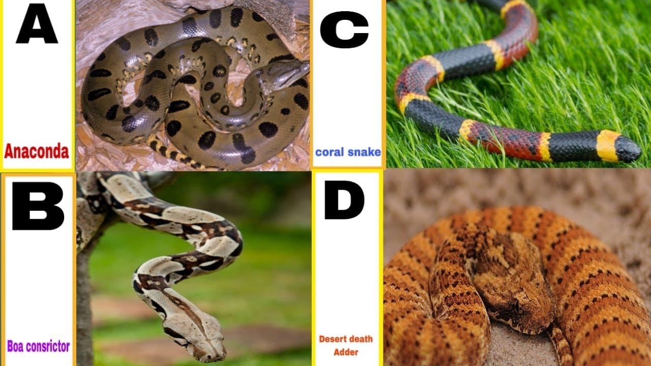 Alphabet Snake Name| ABC Alphabet 🐍|A To Z Snake Name| - YouTube