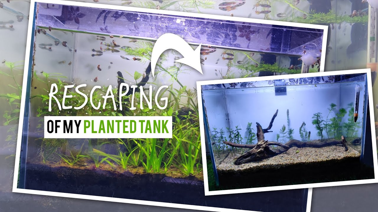 Rescaping my 10 Gallon Planted Tank | Walstad Method | Ecosystem Tank ...