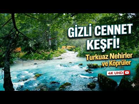 Ormanın Kalbinde Huzur | Dinlendirici Doğa Manzaraları
