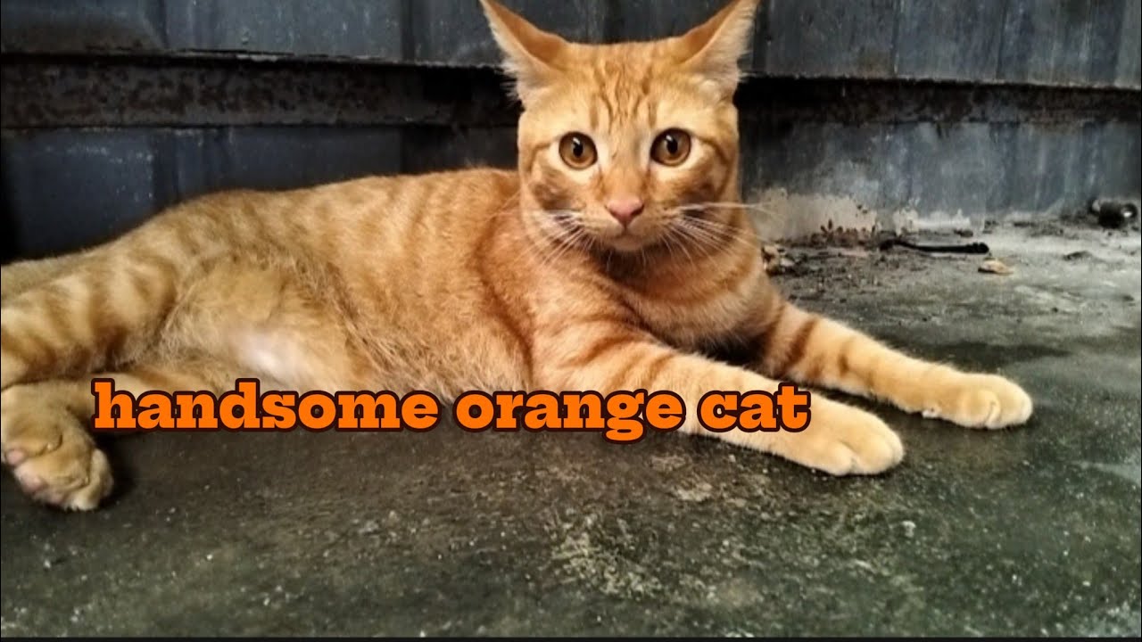 Kucing Oren Handsome - YouTube