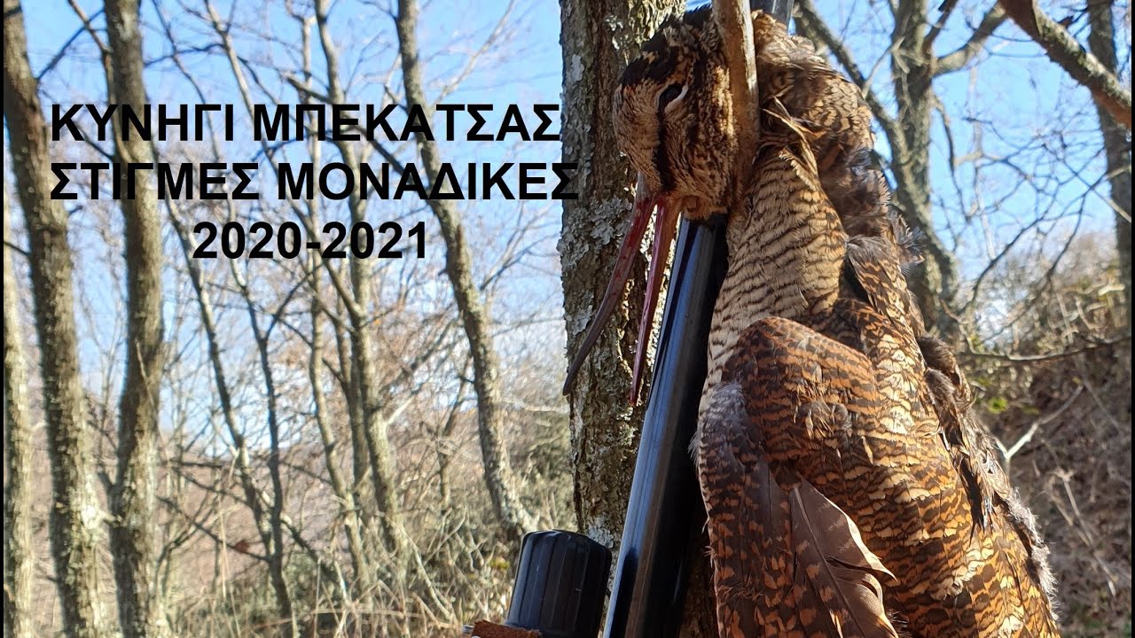 ΚΥΝΗΓΙ ΜΠΕΚΑΤΣΑΣ στιγμές μοναδικές-20-21 WOODCOCK HUNTING - CACCIA ALLA ...