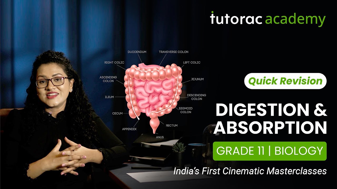Inside Digestion and Absorption: Uncover Nutrient Journey | IIT-JEE ...