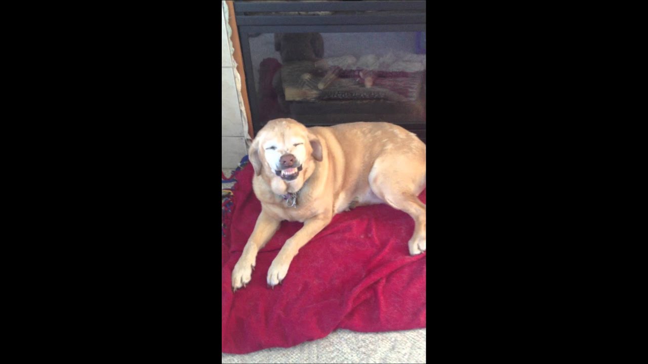Guilty, smiling dog... - YouTube