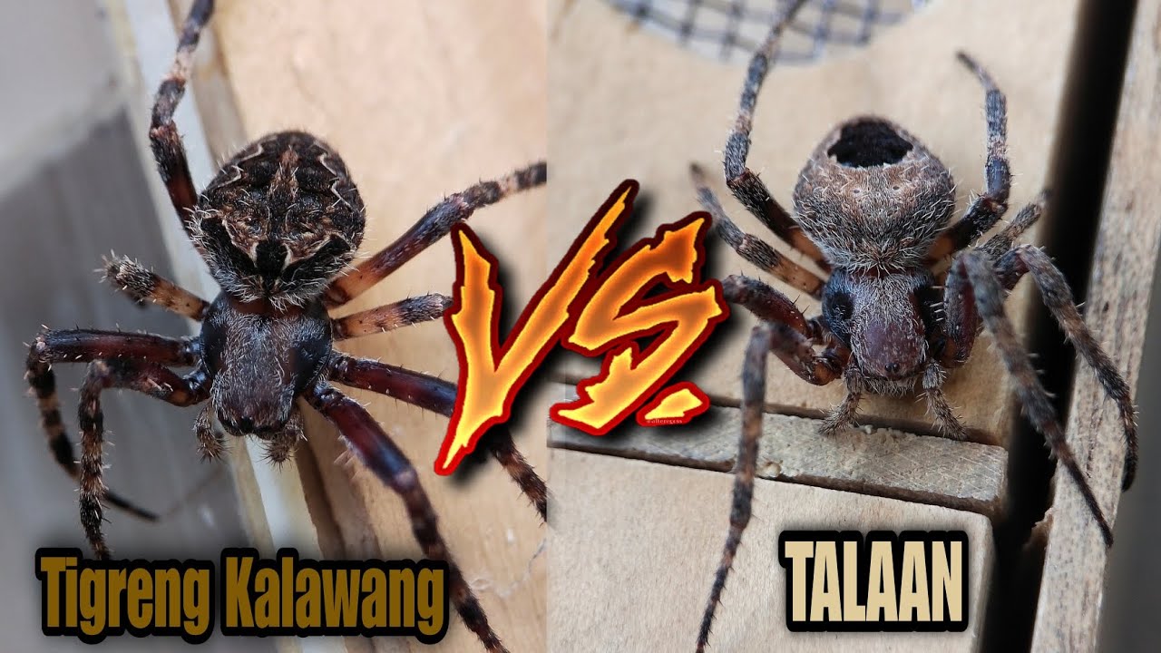 Tigreng Kalawang Vs. Derbing Talaan - YouTube