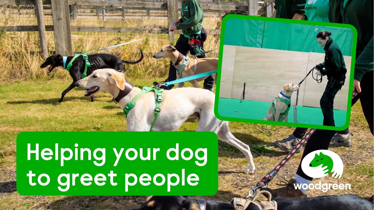 How do you help your dog greet people? | Dog Training | Woodgreen Pets ...