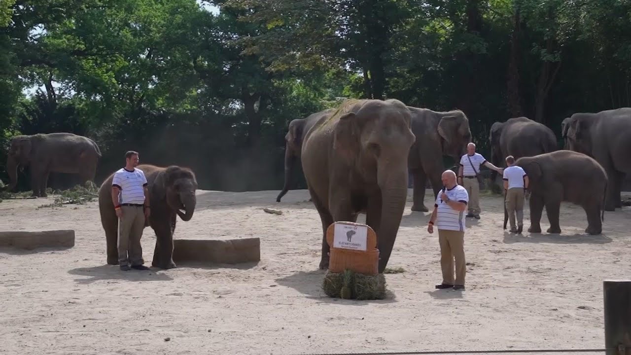 Hamburg elephant predicts German win over England - YouTube