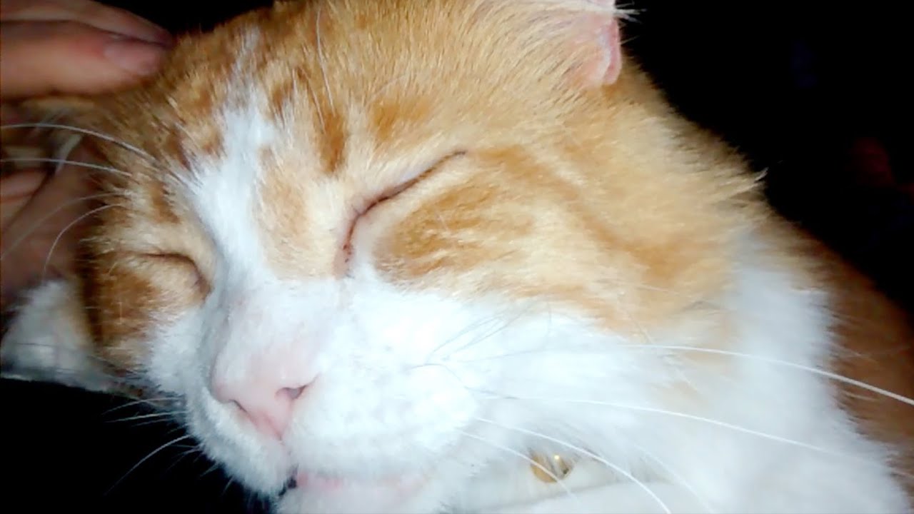 MORE of the Cutest Purr in the World! - YouTube