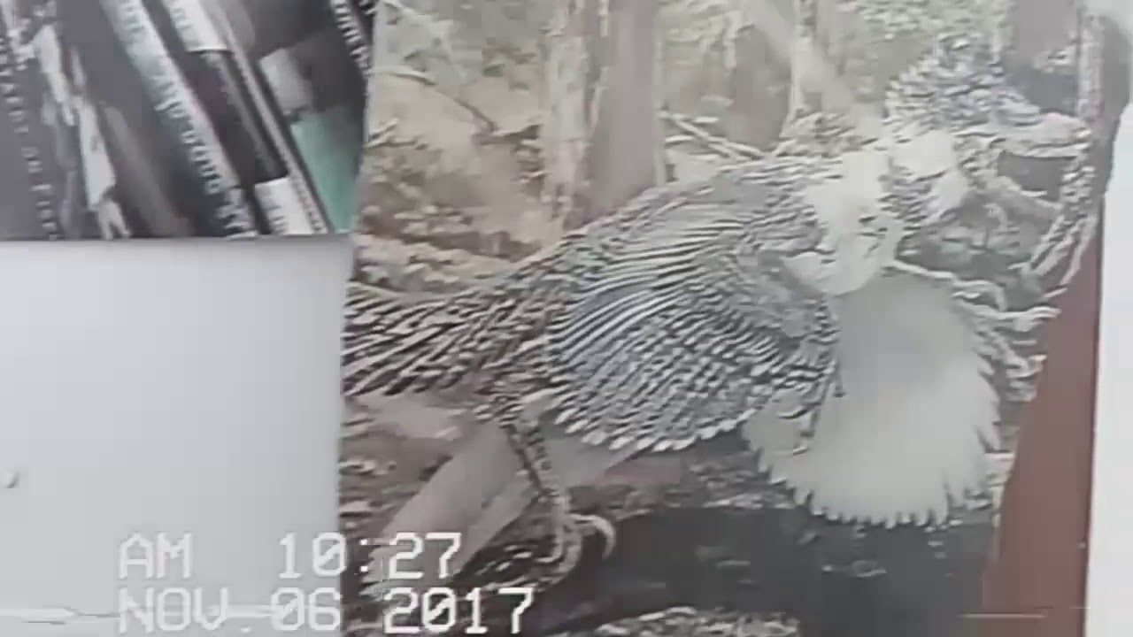 CHOCCY FISH - YouTube