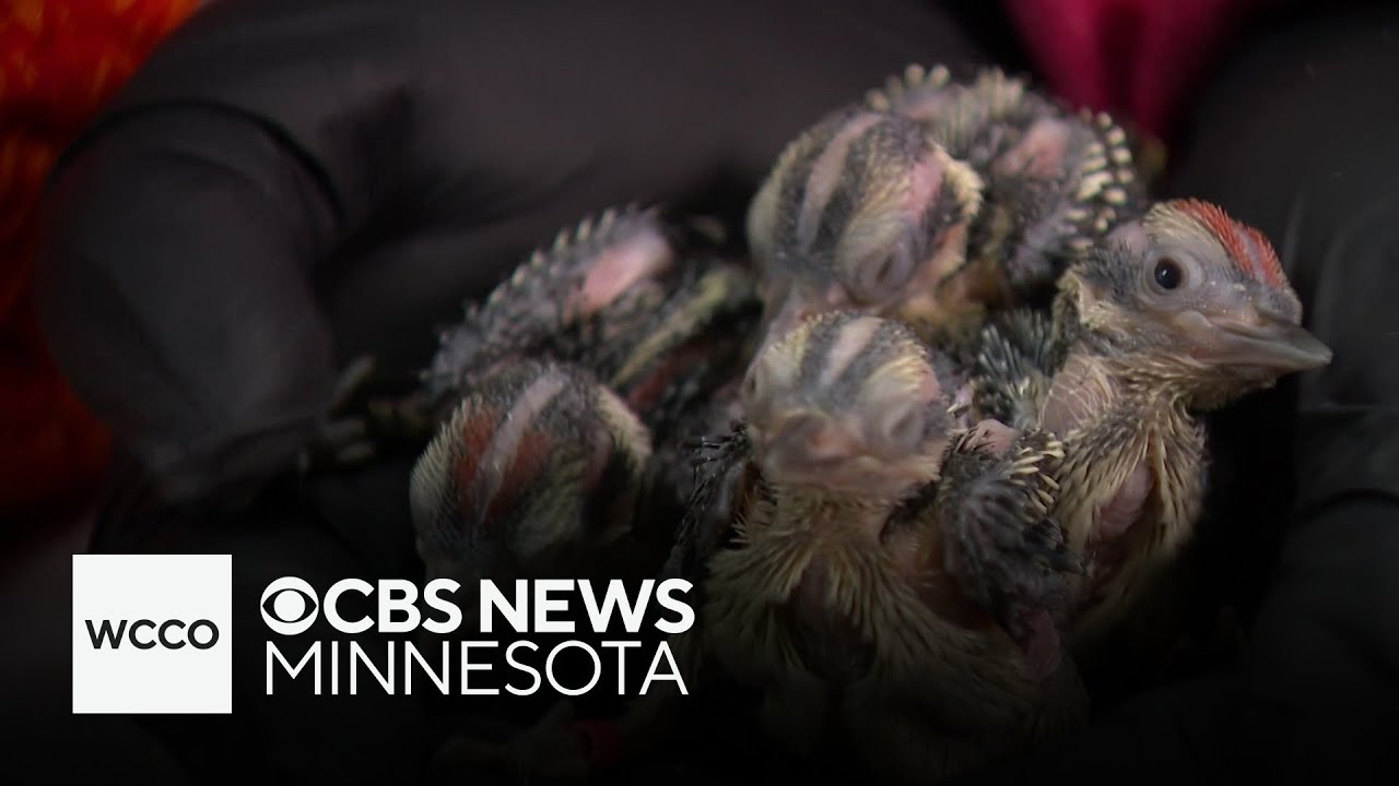 Baby birds rescued from tree damaged in storm - YouTube
