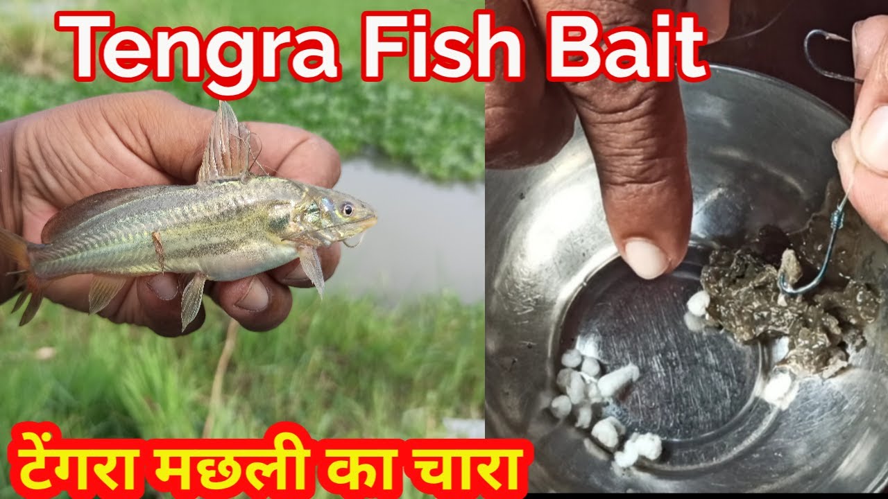 Tengra Fish Bait | Tengra Machhli Ka Chara | टेंगरा मछली का चारा | आसान ...