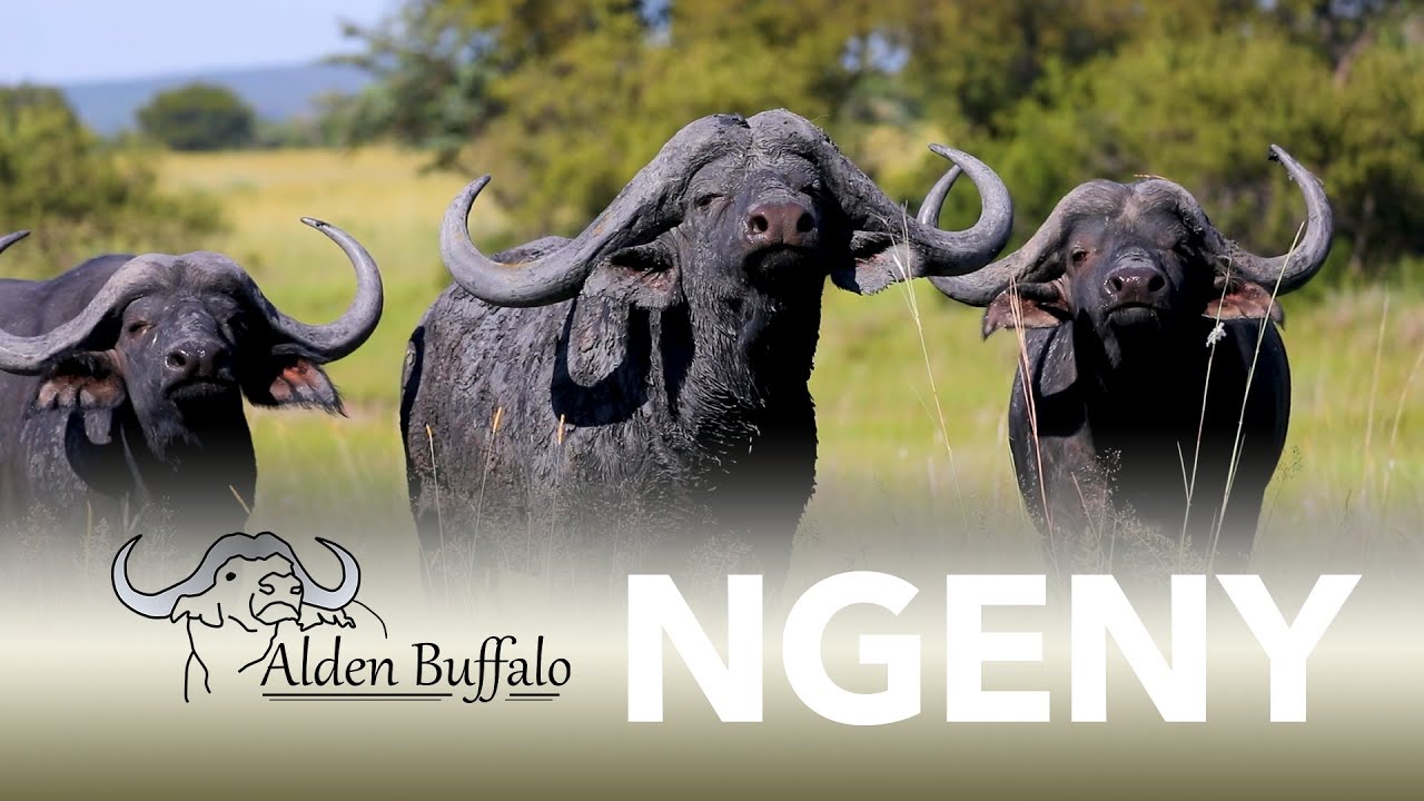 Alden Buffalo | Ngeny 53 3/8" Buffalo Bull | Kenyan Legacy - YouTube