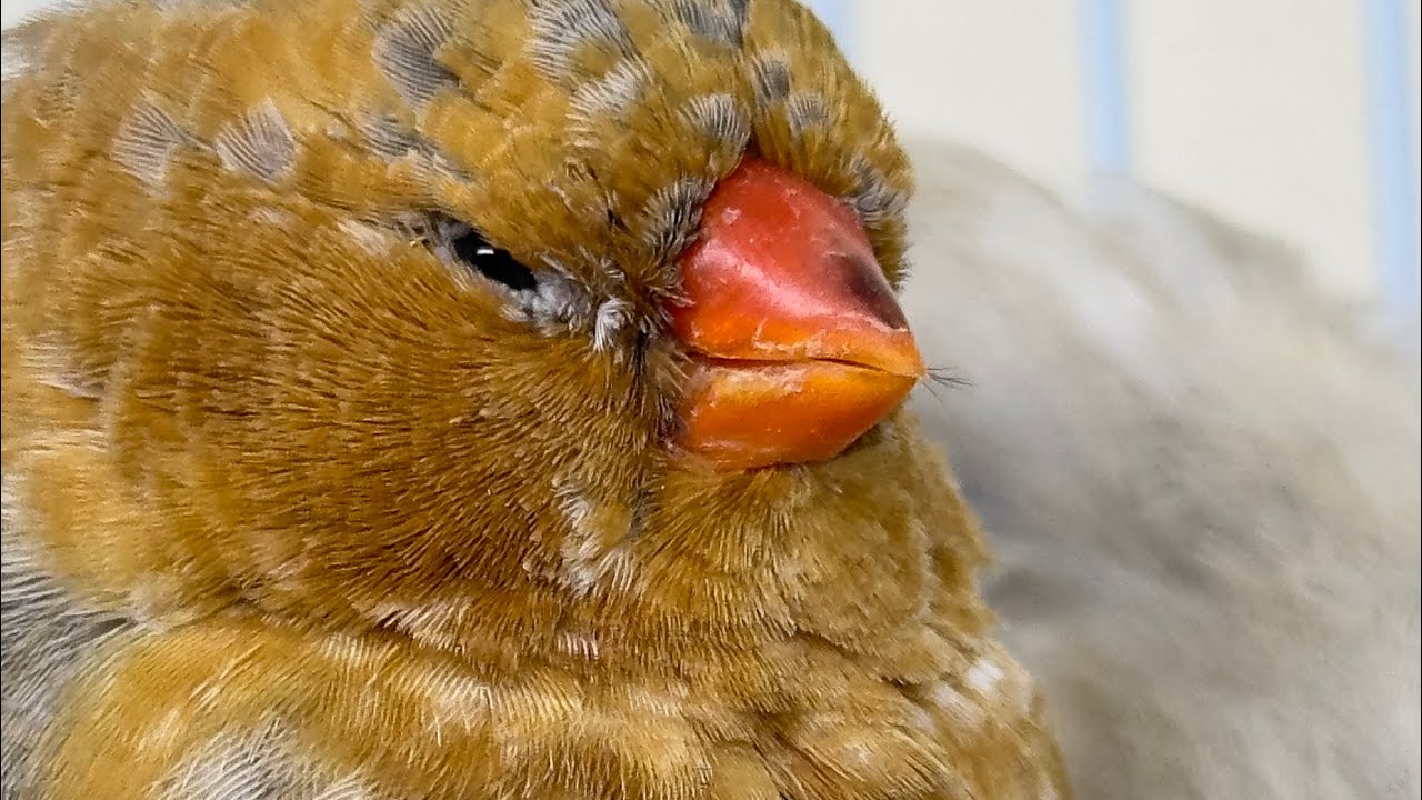 English blood line super jumbo zebra finch | bird breeding - YouTube