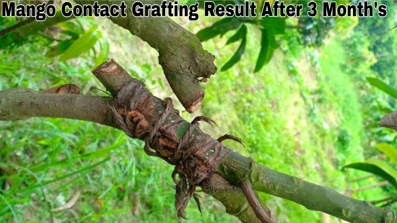 Mango Contact Grafting Result After 3 Months/(💯% Success Result) - YouTube