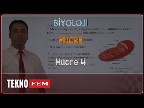 YGS-LYS BİYOLOJİ - Hücre 4