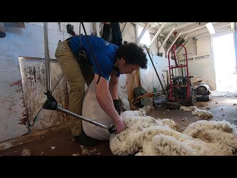 My Fastest Shorn Lamb, First Season Sheep Shearing Ever - YouTube