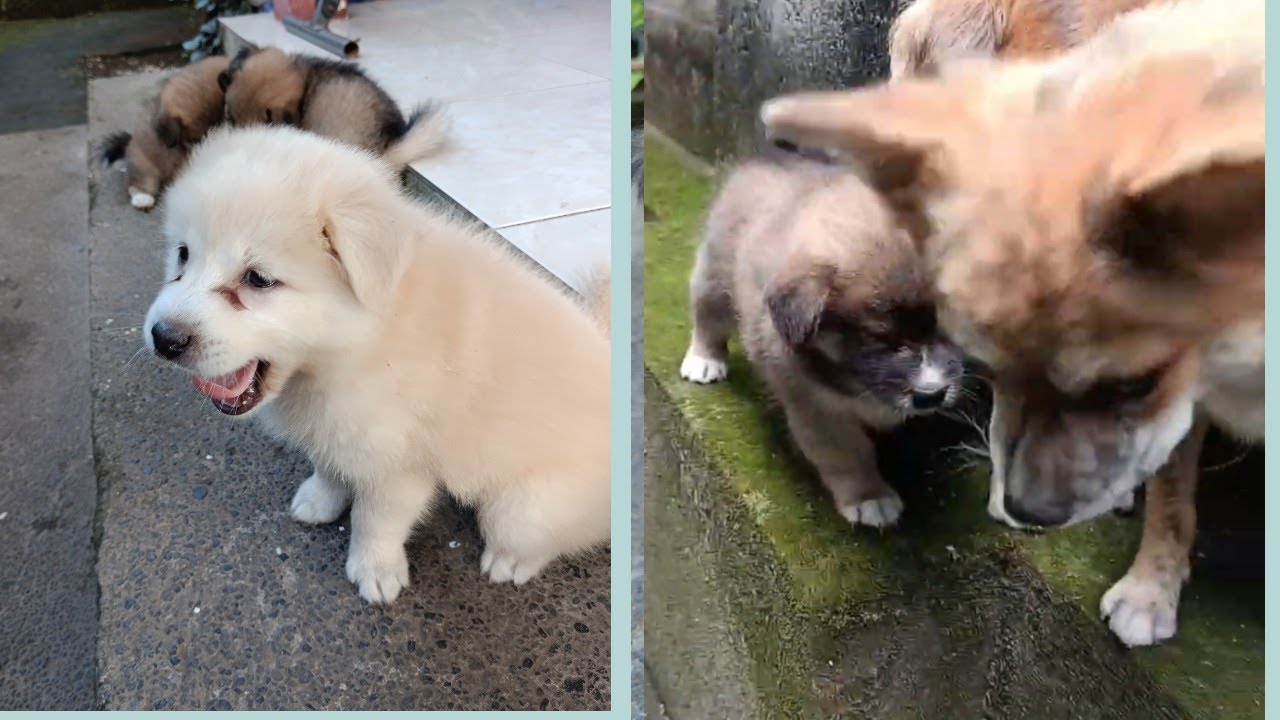 Life of 4 cute puppies. every day playing and fighting tests each other ...
