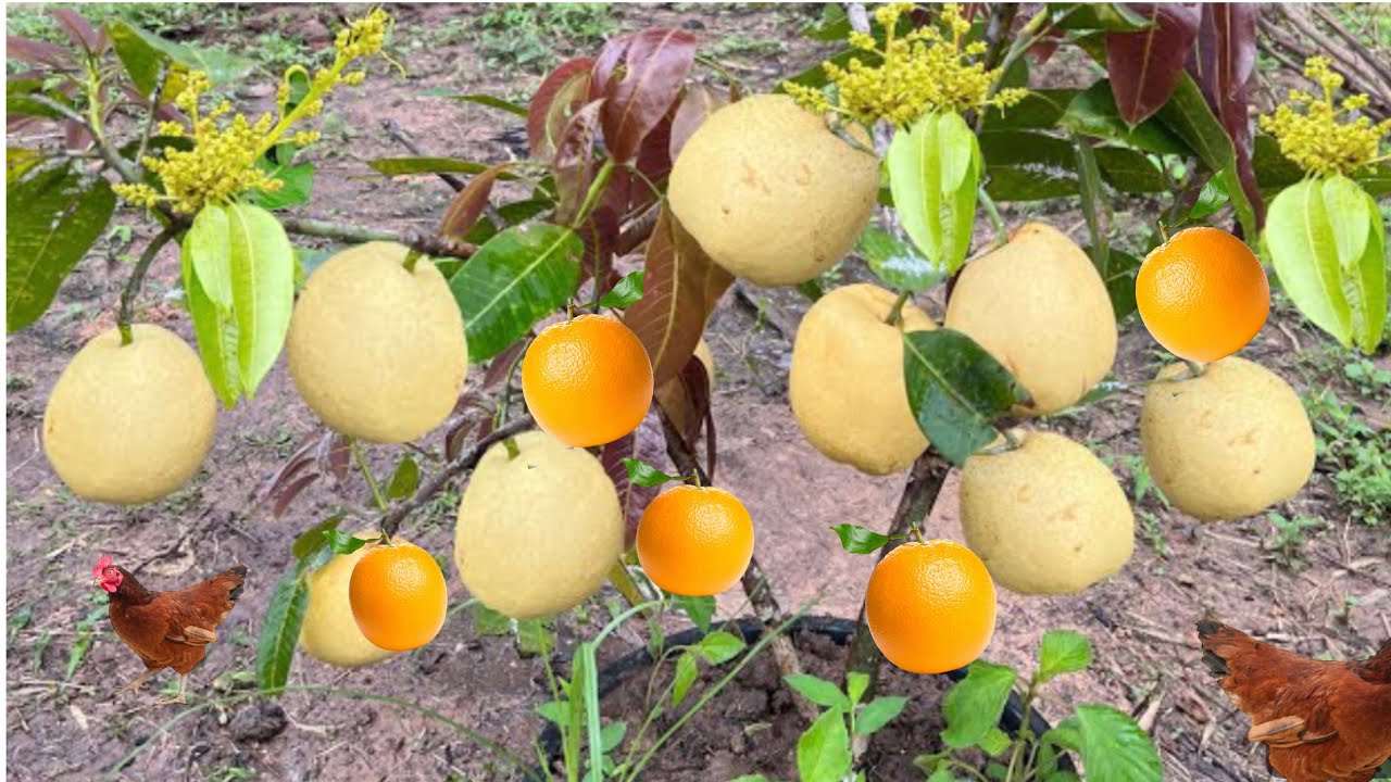 New ideas: for grafting sari fruit with orange to get more fruit in the ...