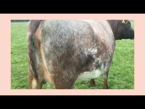 My cow swalloed my 3 pigs...