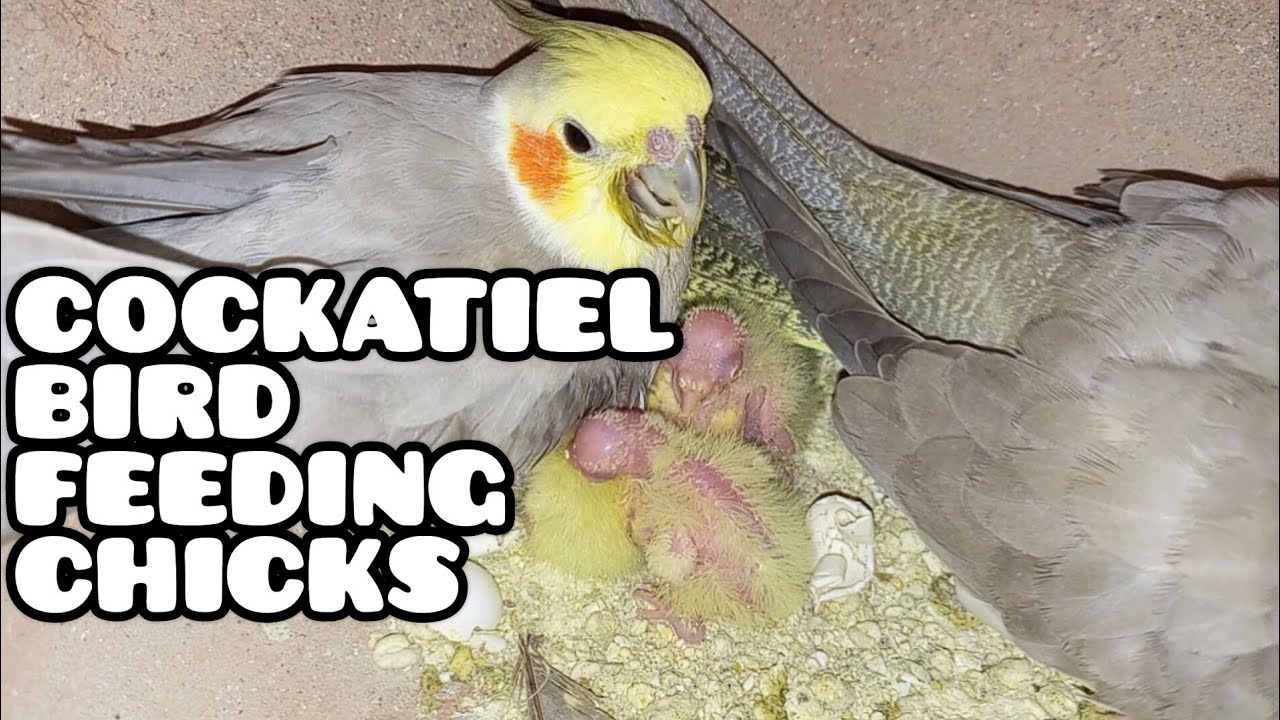Cockatiel birds feeding chicks || Cocktails birds Breeding Tips || Tip ...