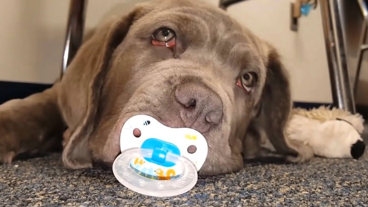 Cute Dogs And Cats with Pacifiers Compilation - YouTube