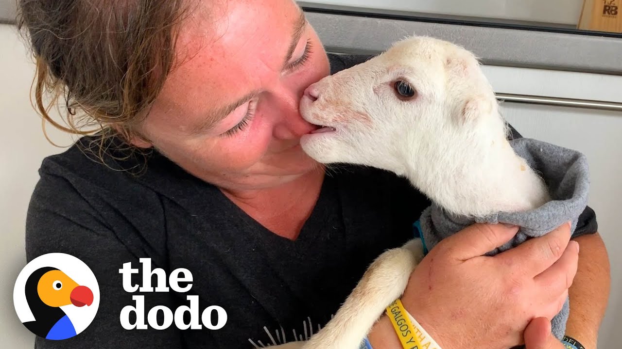 Tiny Earless Lamb Loves Running Around The House | The Dodo - YouTube
