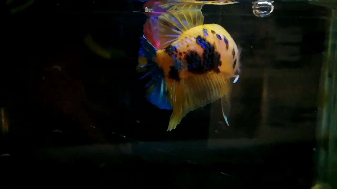 Betta Fish Yellow Base - YouTube