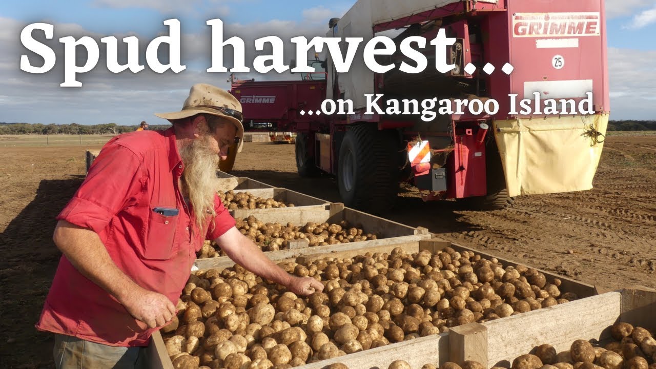 Harvesting seed potatoes on Kangaroo Island - YouTube