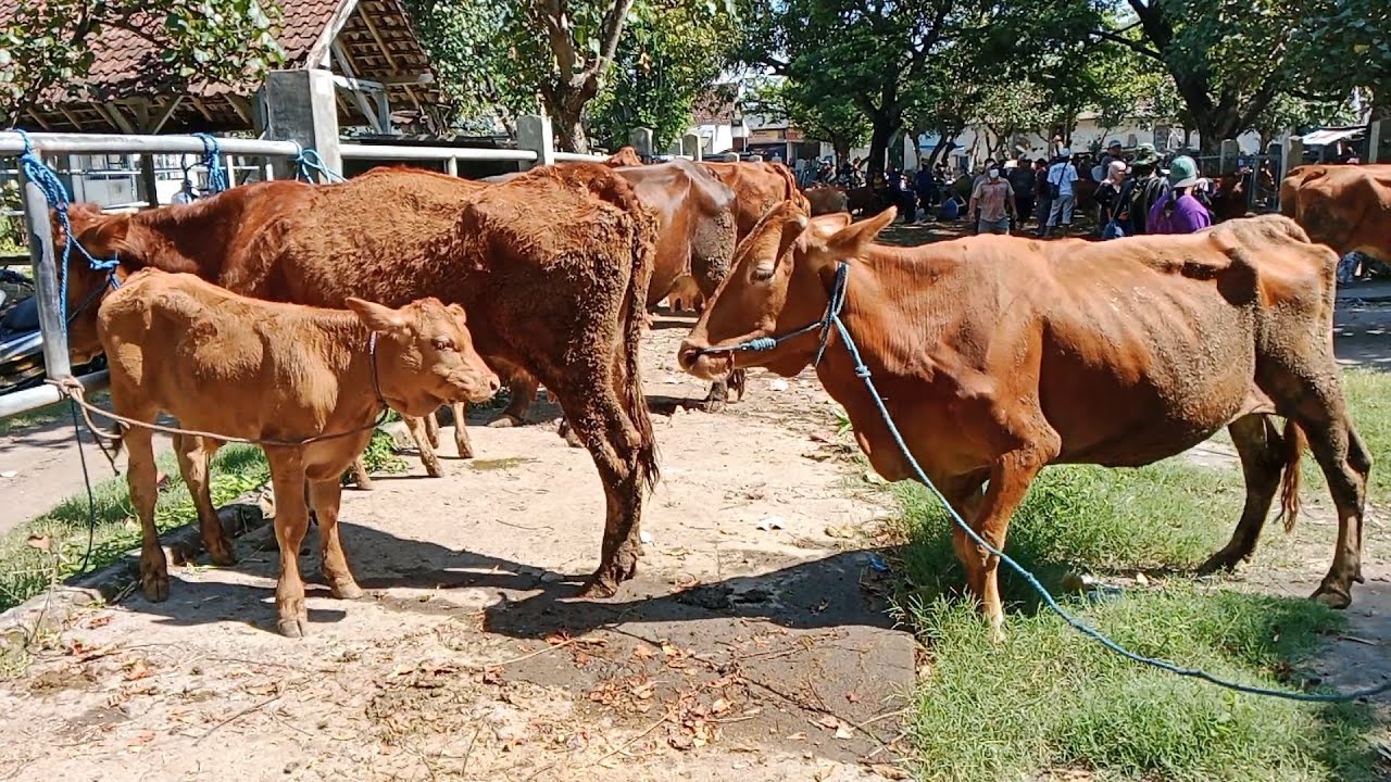 Harga Sapi Doro Dan Sapi Babon Anak || Kamis Legi 25 Januari 2024 ...