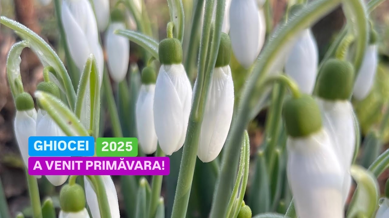 [4K][02 FEBRUARIE 2025] GHIOCEI 2025 🌼🌟 A VENIT PRIMĂVARA?! - YouTube