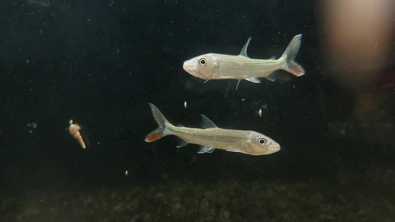 African Vittatus Tiger Fish - YouTube