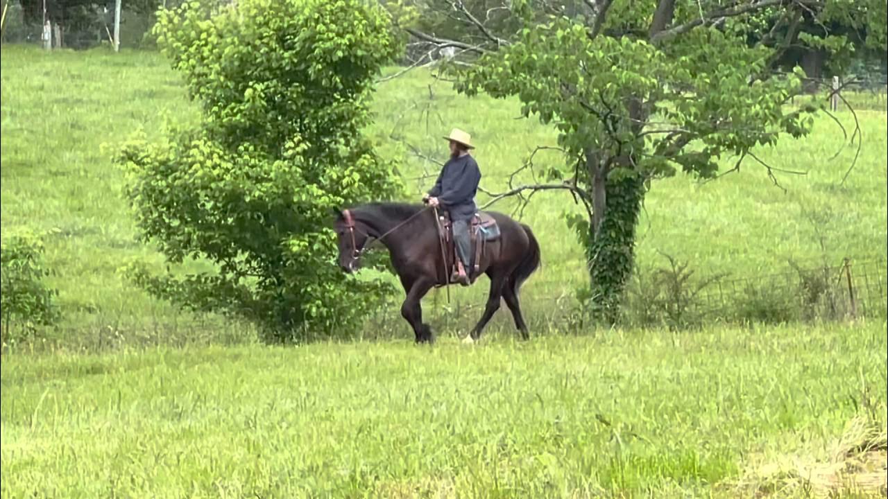 Willow ... Standardbred x Percheron cross mare available Ride and Drive BEGINNER SAFE check her ...