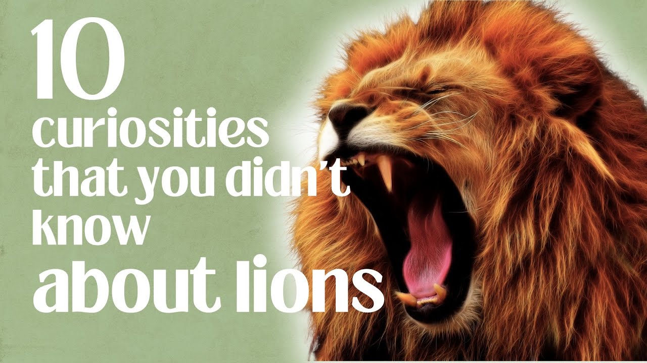 Amazing Curiosities of the Lion: Discover the King of the Savannah 4K ...