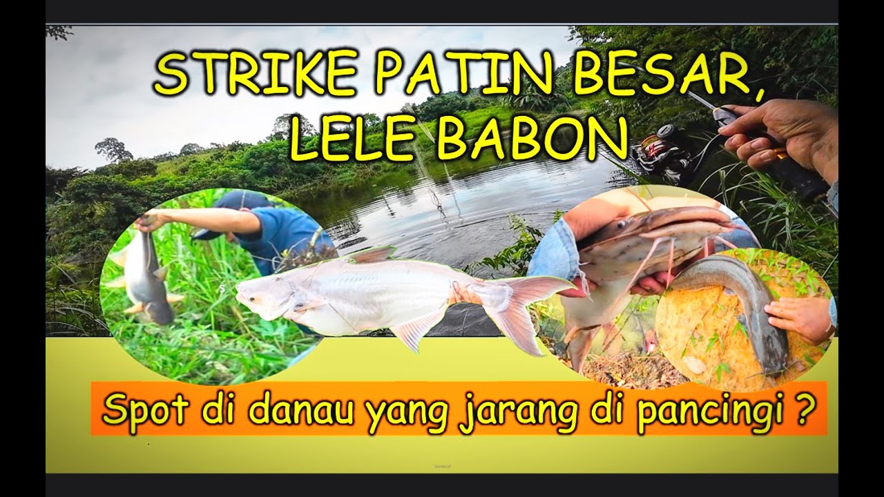Strike Patin besar, Lele babon, spot di danau yang jarang di pancingi ...