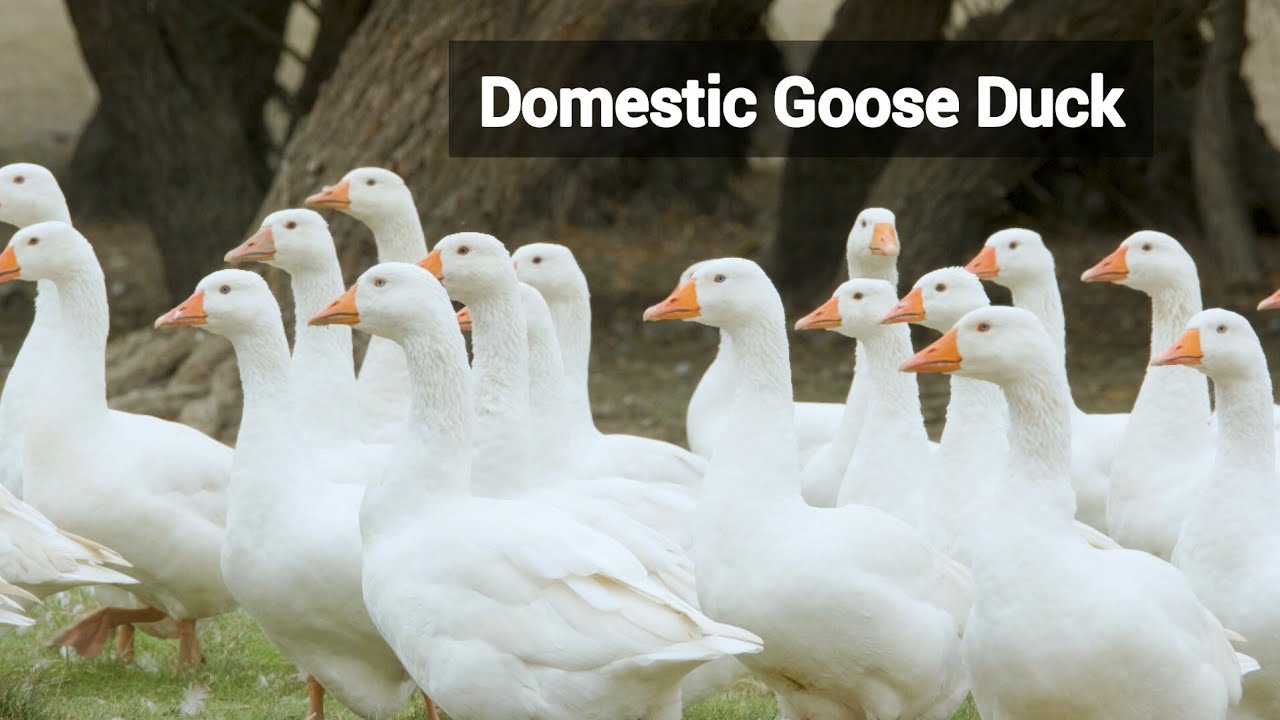 Wonderful White goose | Domestic duck | Goose on the Water scenery ...